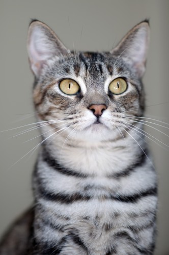 Adopt | Dallas Pets Alive!