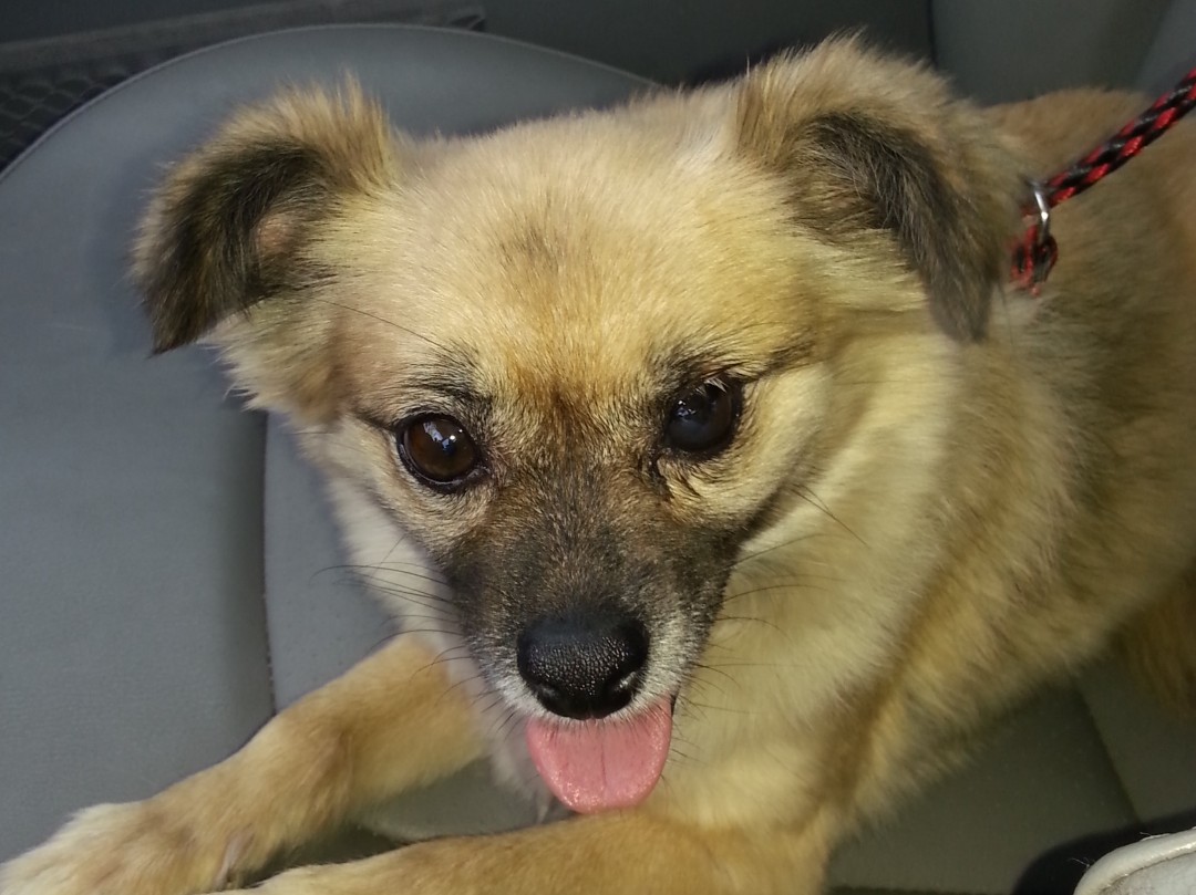 Molly (fka Bella) | Dallas Pets Alive!