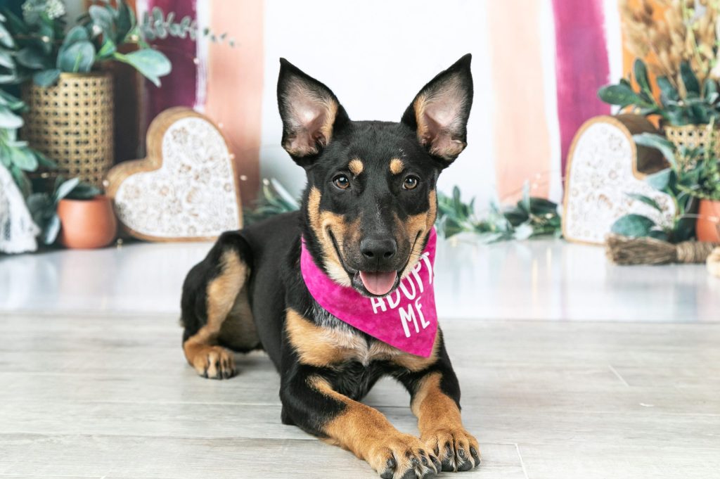 Adopt A Pet Dallas & North Texas | Dallas Pets Alive!