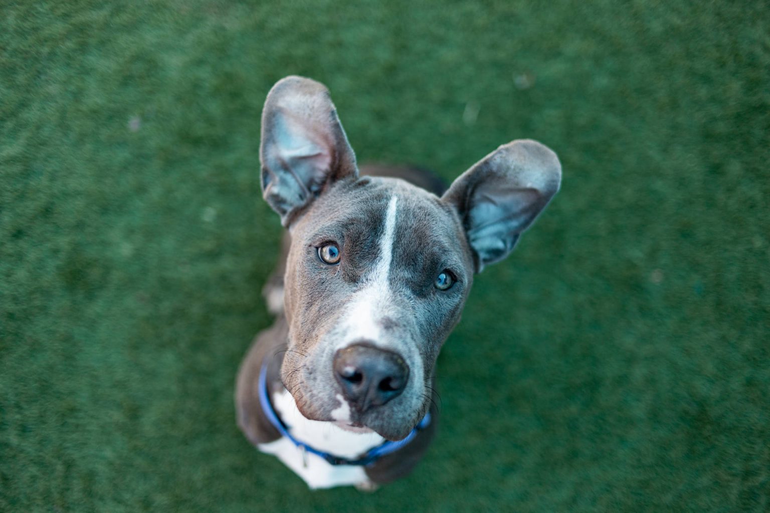 Foster Dogs & Cats In Dallas, TX | Dallas Pets Alive!