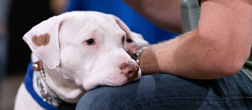 Rehoming Your Pet | Dallas Pets Alive!