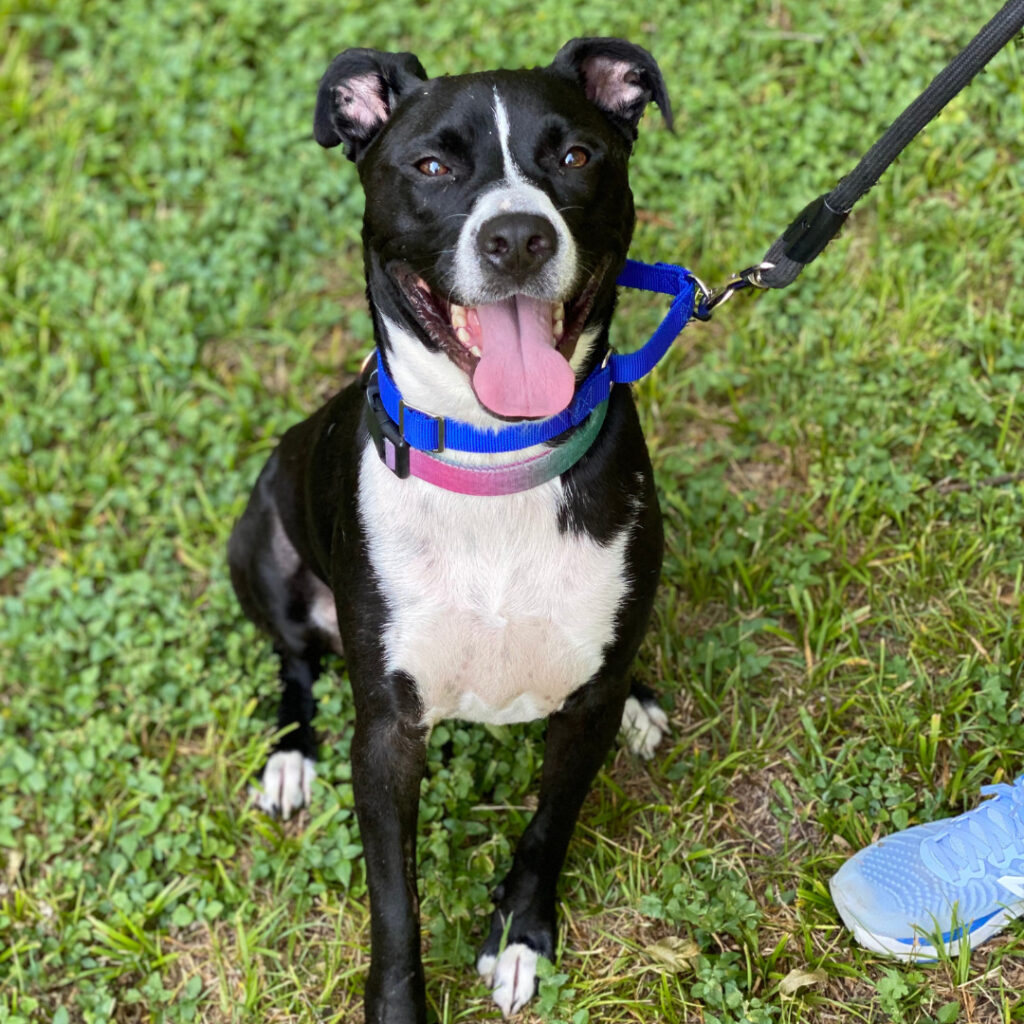 Exhall Park Concert - Dallas Symphony Orchestra | Dallas Pets Alive!