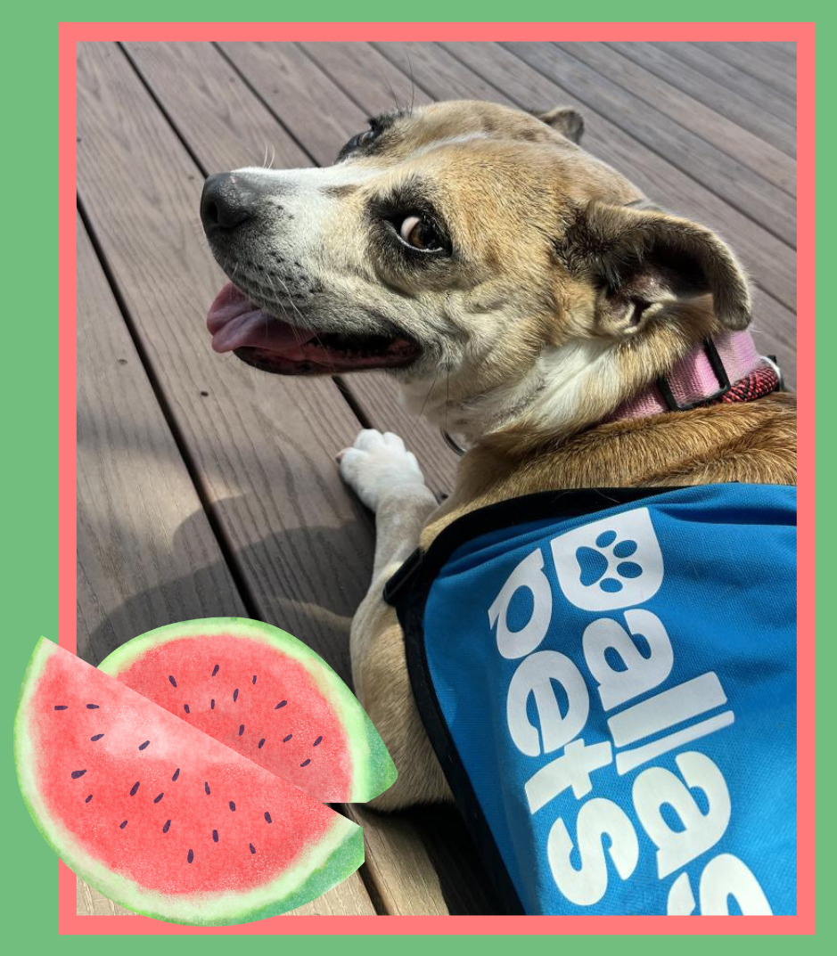 Who Doesn't Love Watermelon?