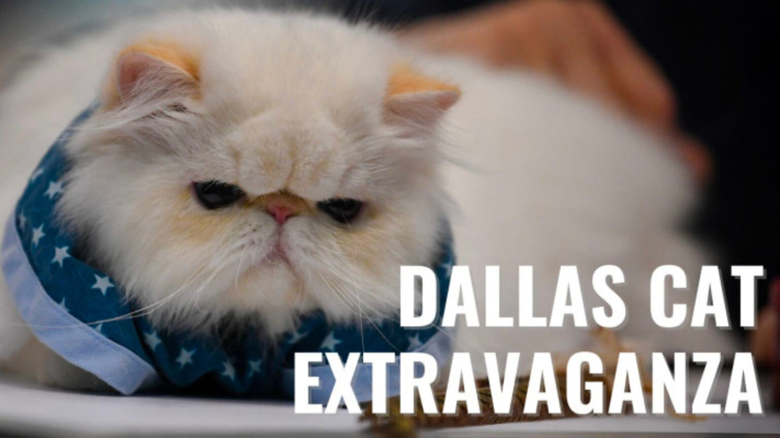 Cat Extravaganza | Dallas Pets Alive!