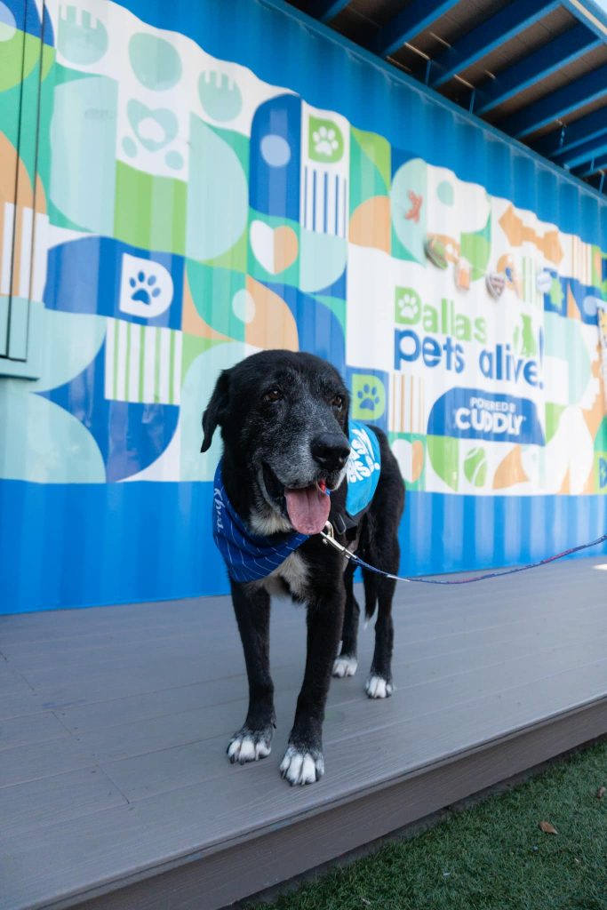 Maverick | Dallas Pets Alive!