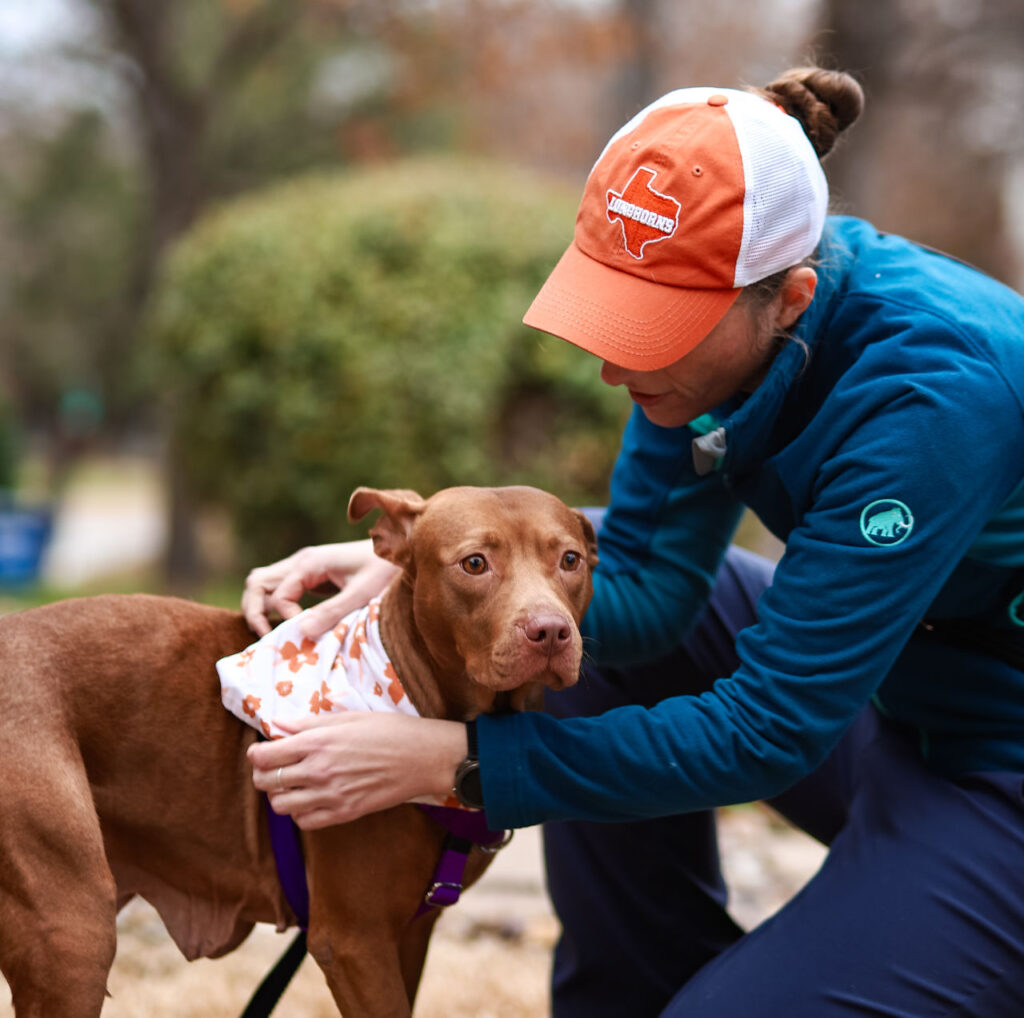 Avoid Pet Surrender: North Texas Animal Rehoming Resources | Dallas ...