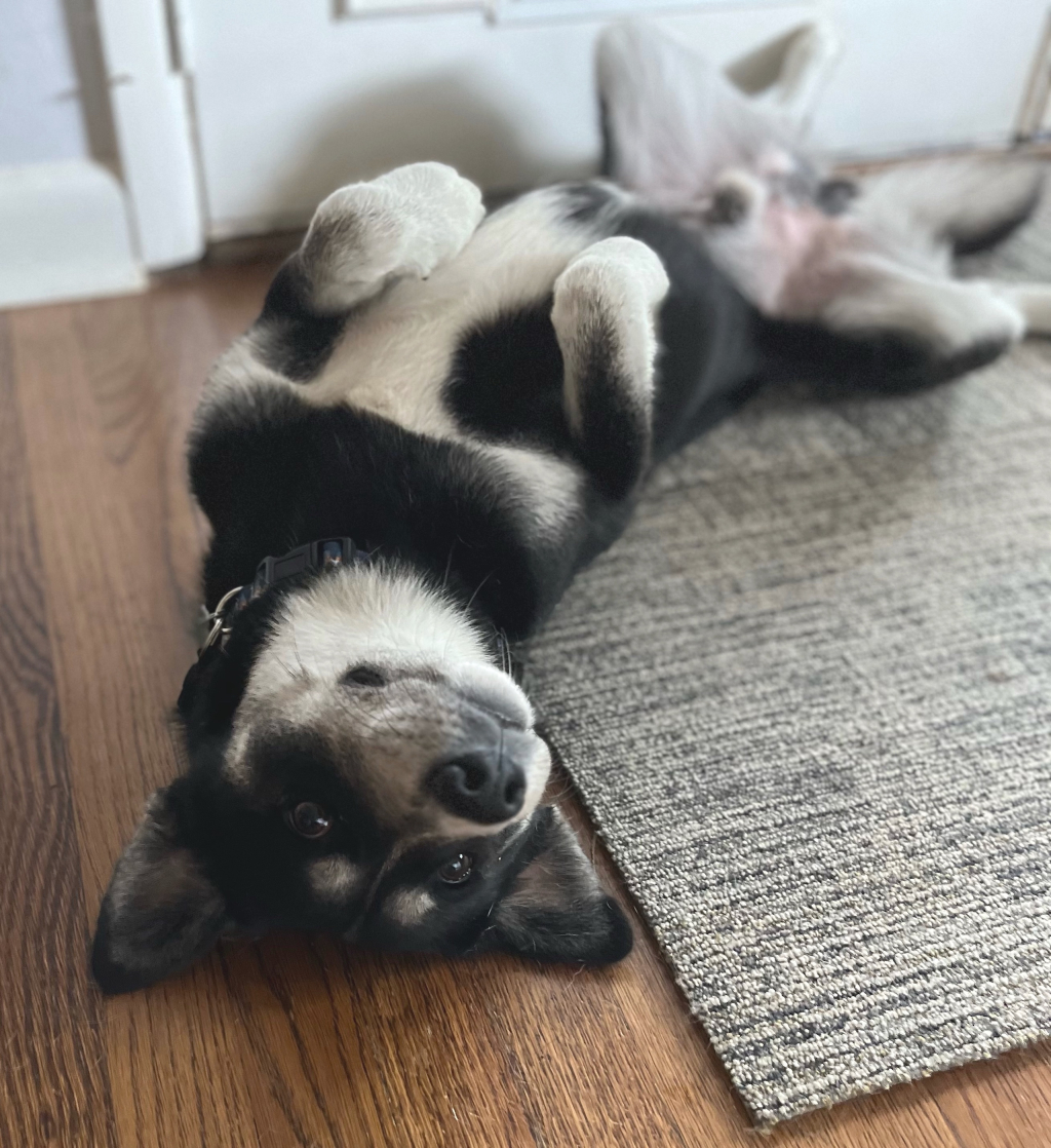 Ringo | Dallas Pets Alive!