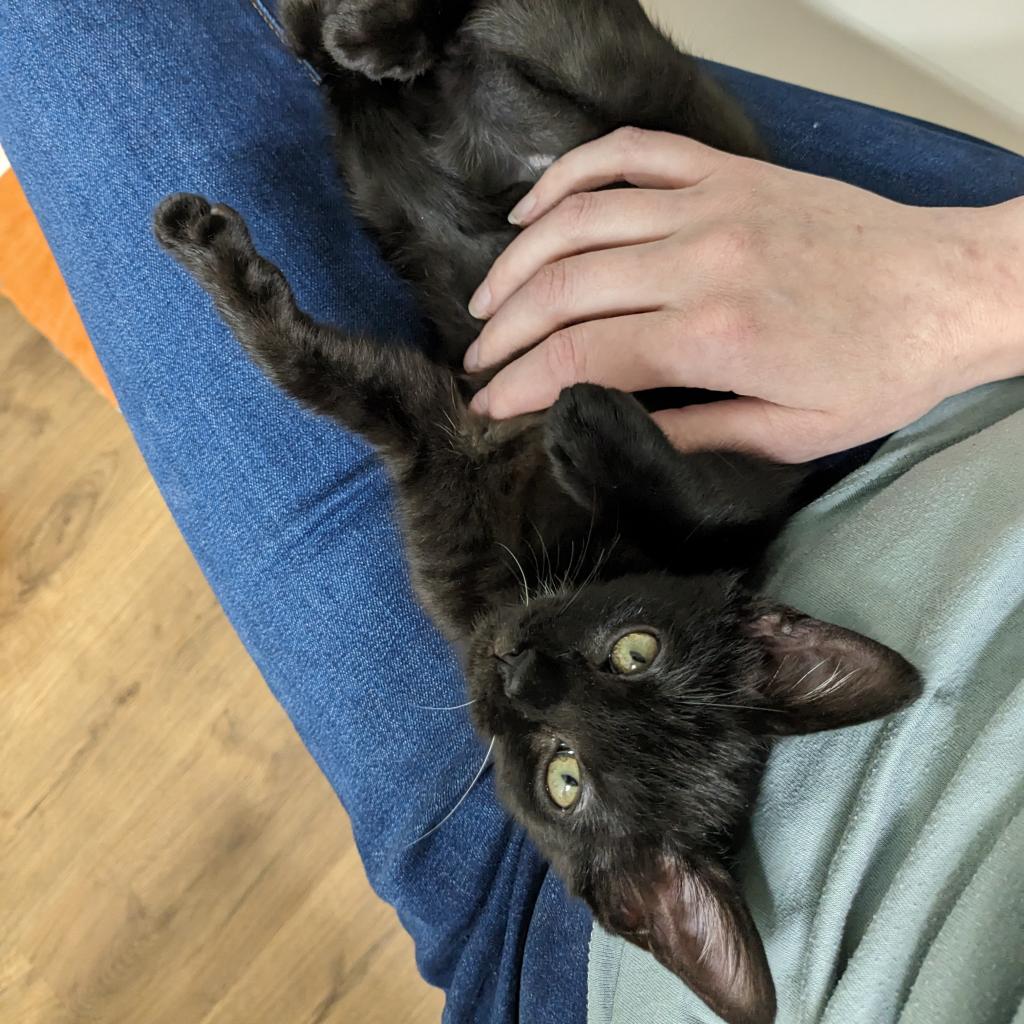 View Adoptable Cats Dallas, TX | Dallas Pets Alive! | 2023