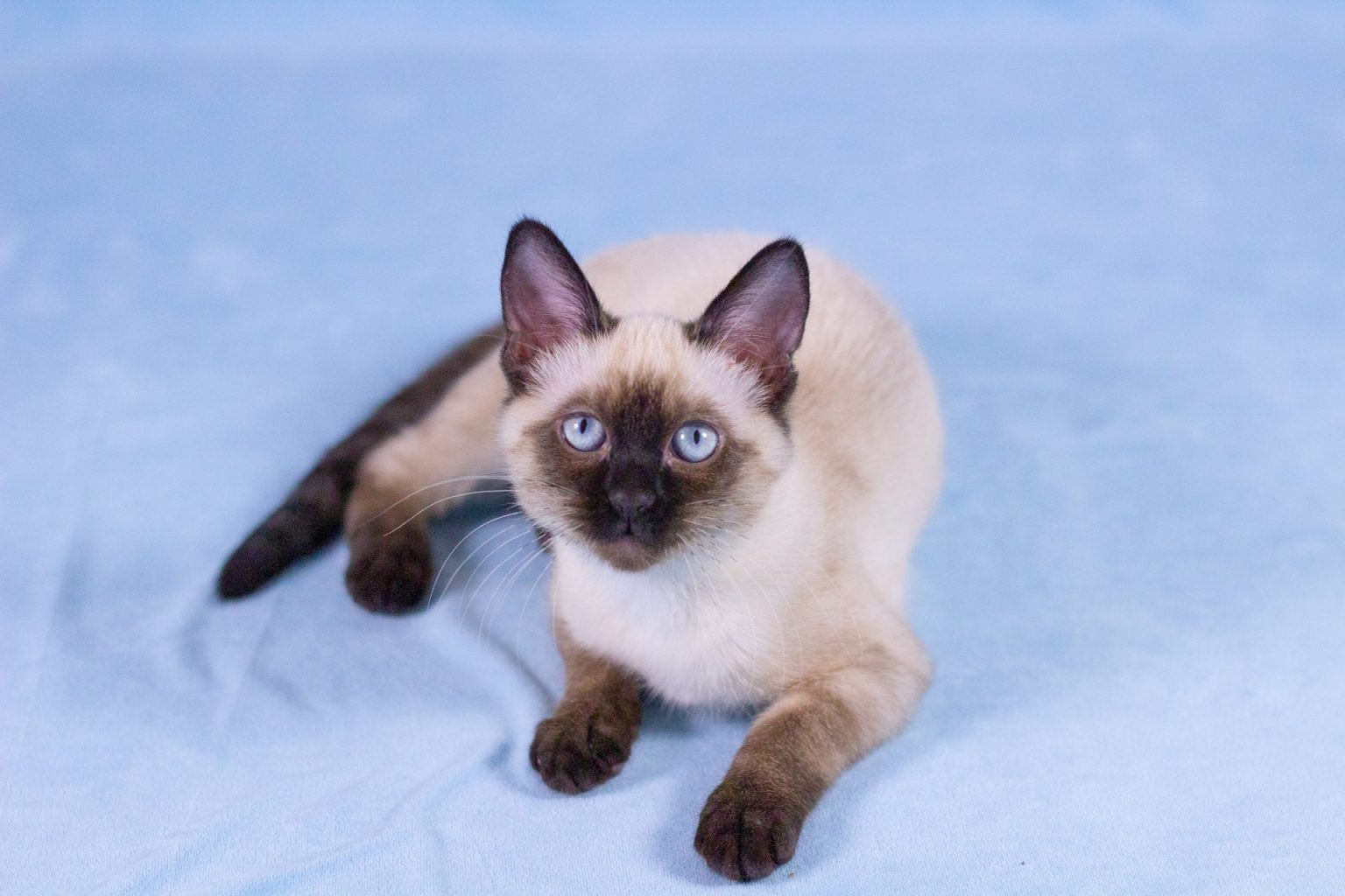 Foster Dogs & Cats In Dallas, TX | Dallas Pets Alive!