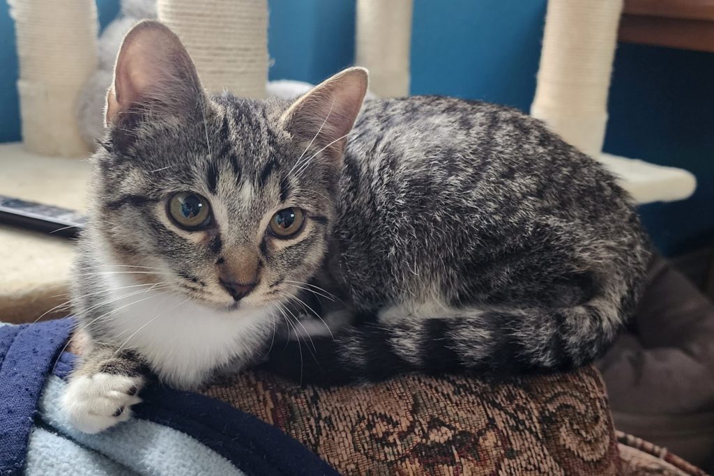 Dallas Pets Alive! | Saving Lives In Dallas