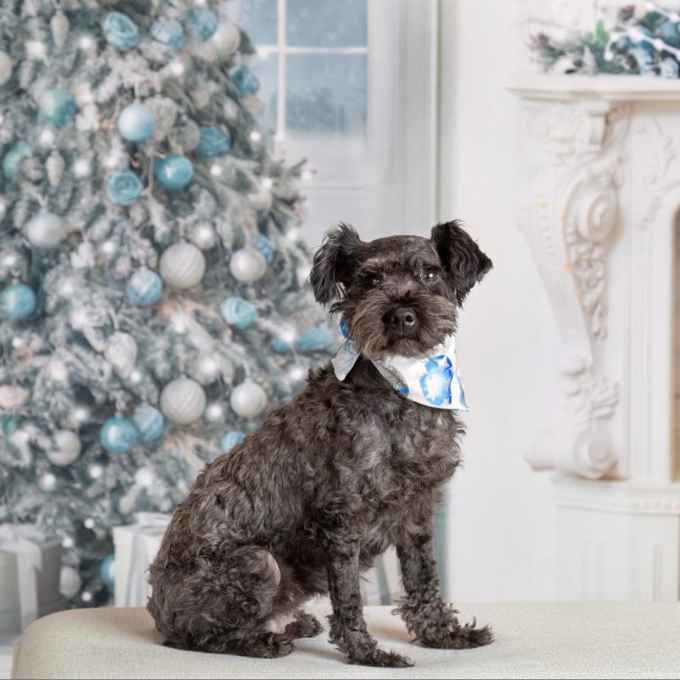Foster Dogs & Cats In Dallas, TX | Dallas Pets Alive!