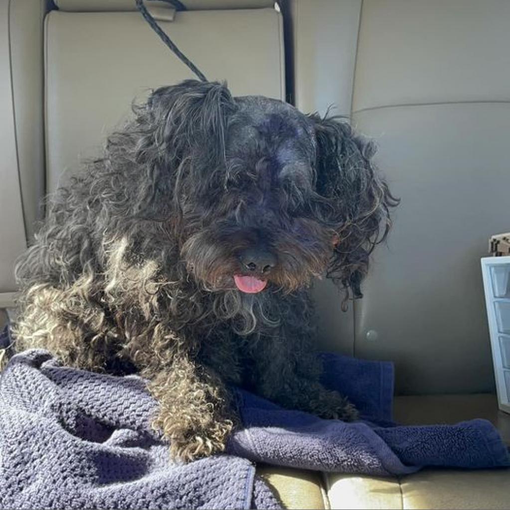 Lemon | Dallas Pets Alive!