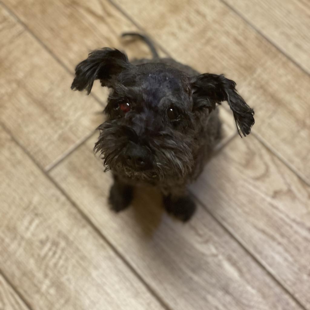 Lemon | Dallas Pets Alive!