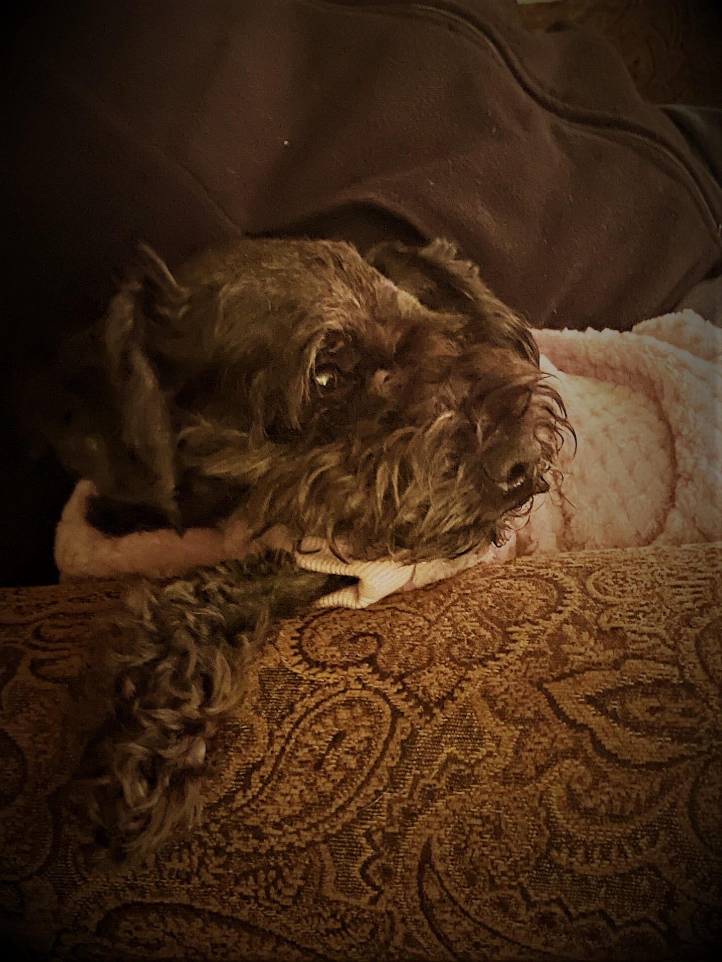 Lemon | Dallas Pets Alive!