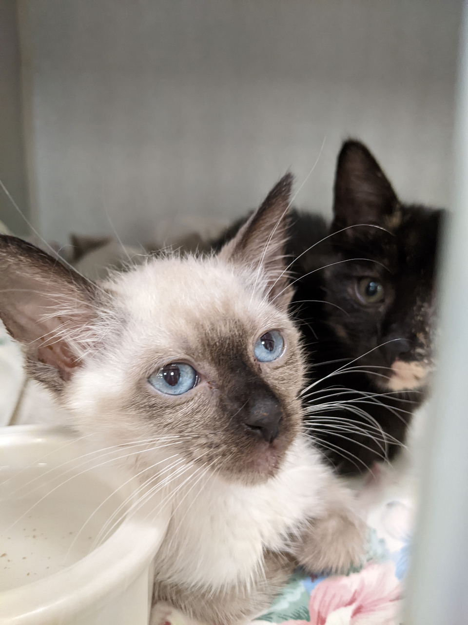 Senna | Dallas Pets Alive!