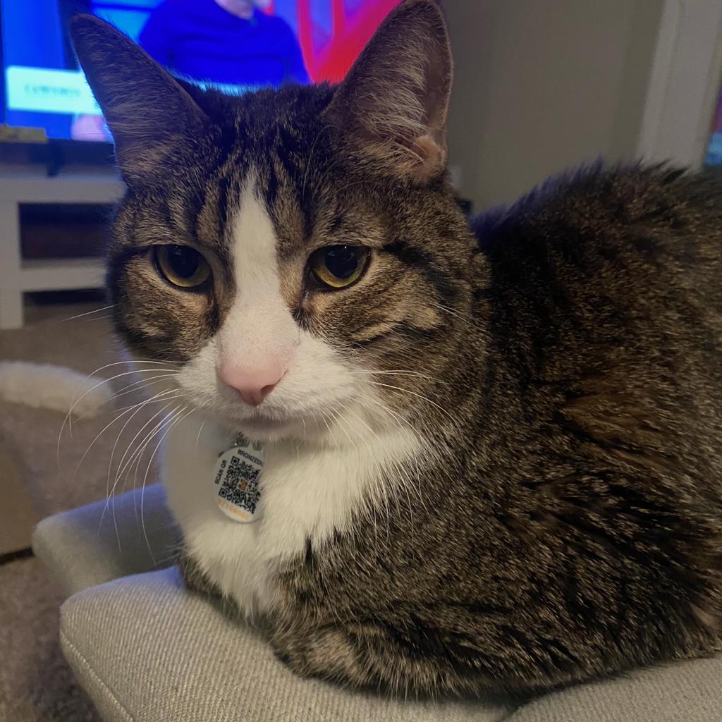 View Adoptable Cats Dallas, TX | Dallas Pets Alive! | 2024