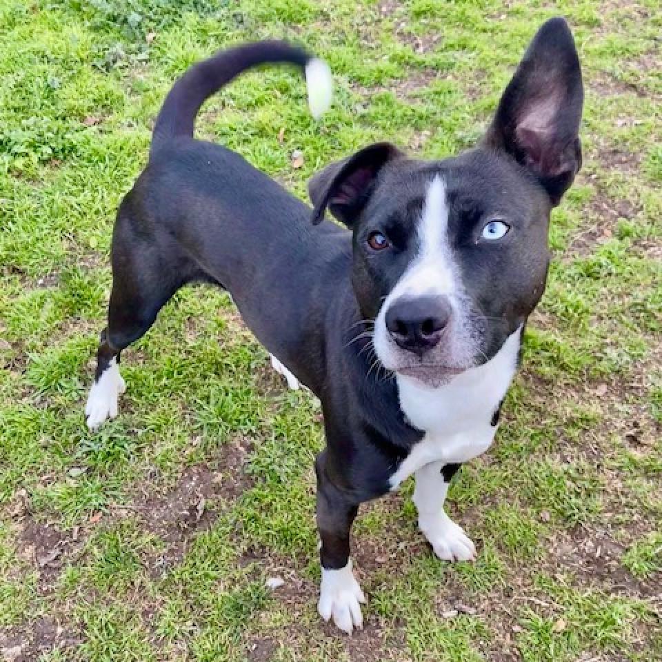 View Adoptable Dogs Dallas, TX | Dallas Pets Alive! | 2024