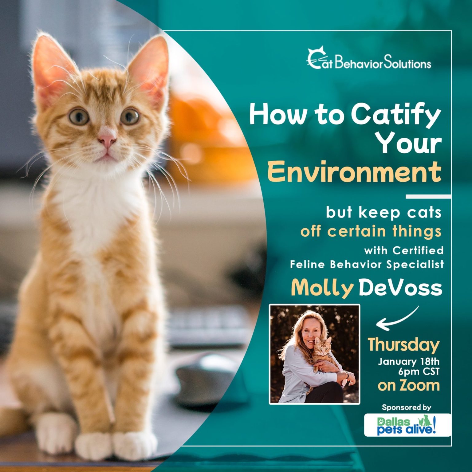 Cat Behavior Workshop: How To Catify The Environment | Dallas Pets Alive!