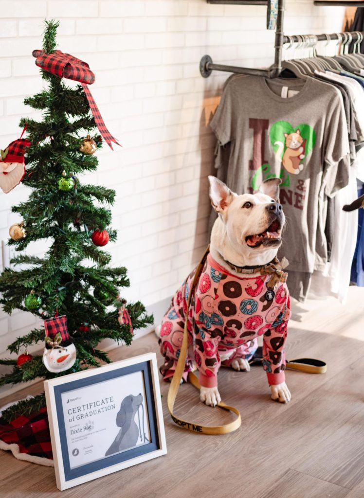 Foster Dogs & Cats In Dallas, TX | Dallas Pets Alive!