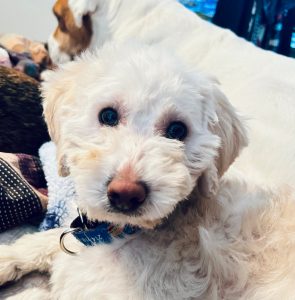 Dallas Pets Alive! | Saving Lives In Dallas