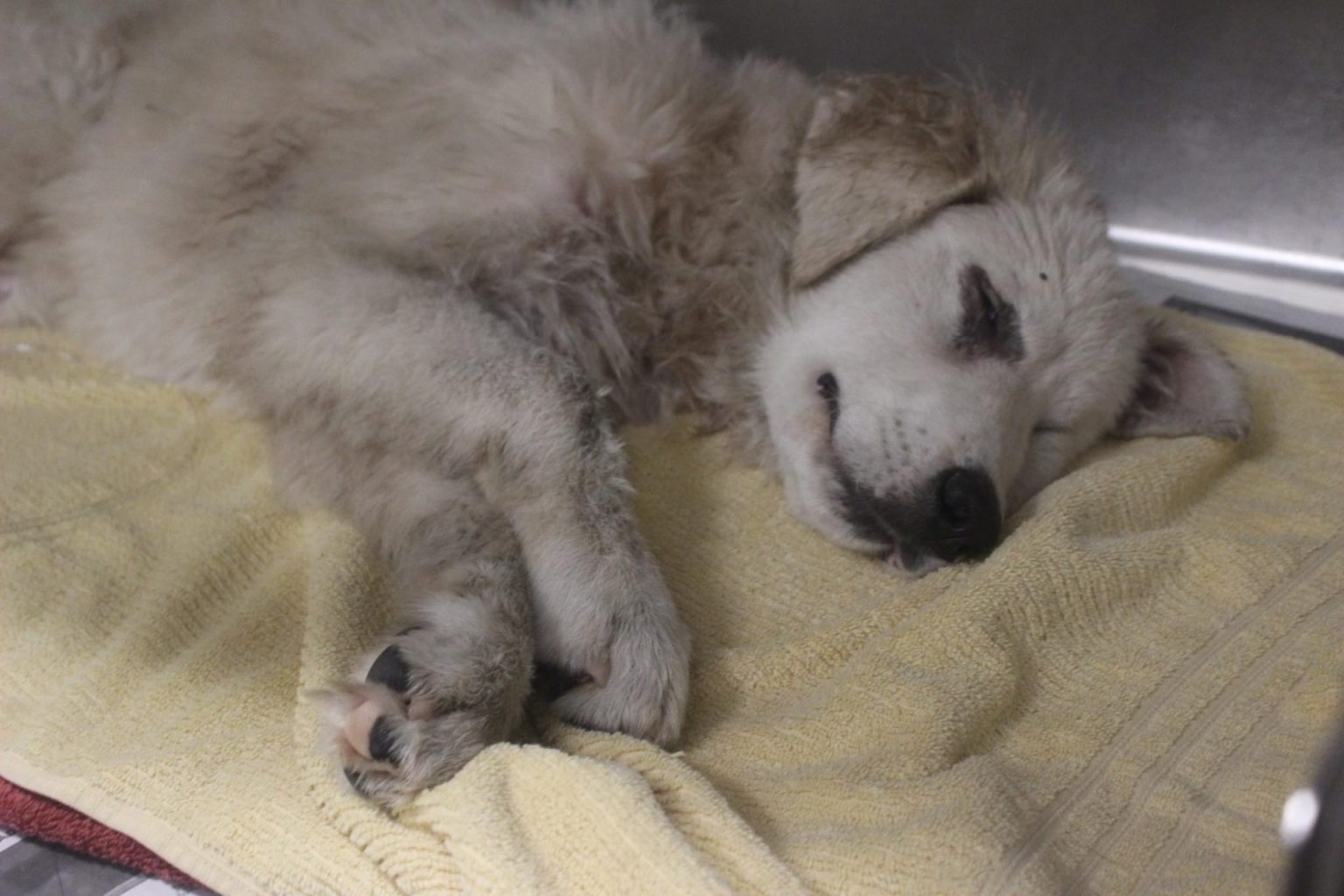 Grayson | Dallas Pets Alive!