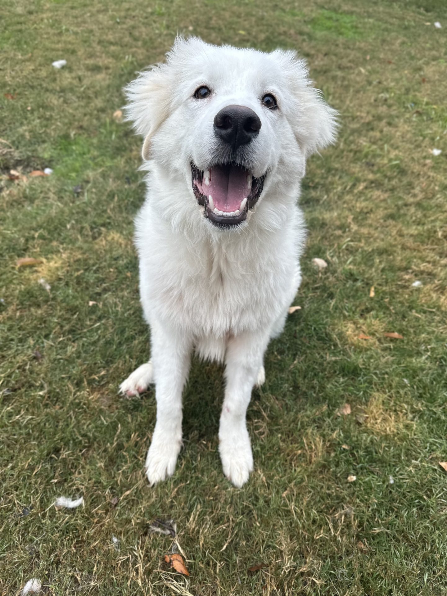 Grayson | Dallas Pets Alive!