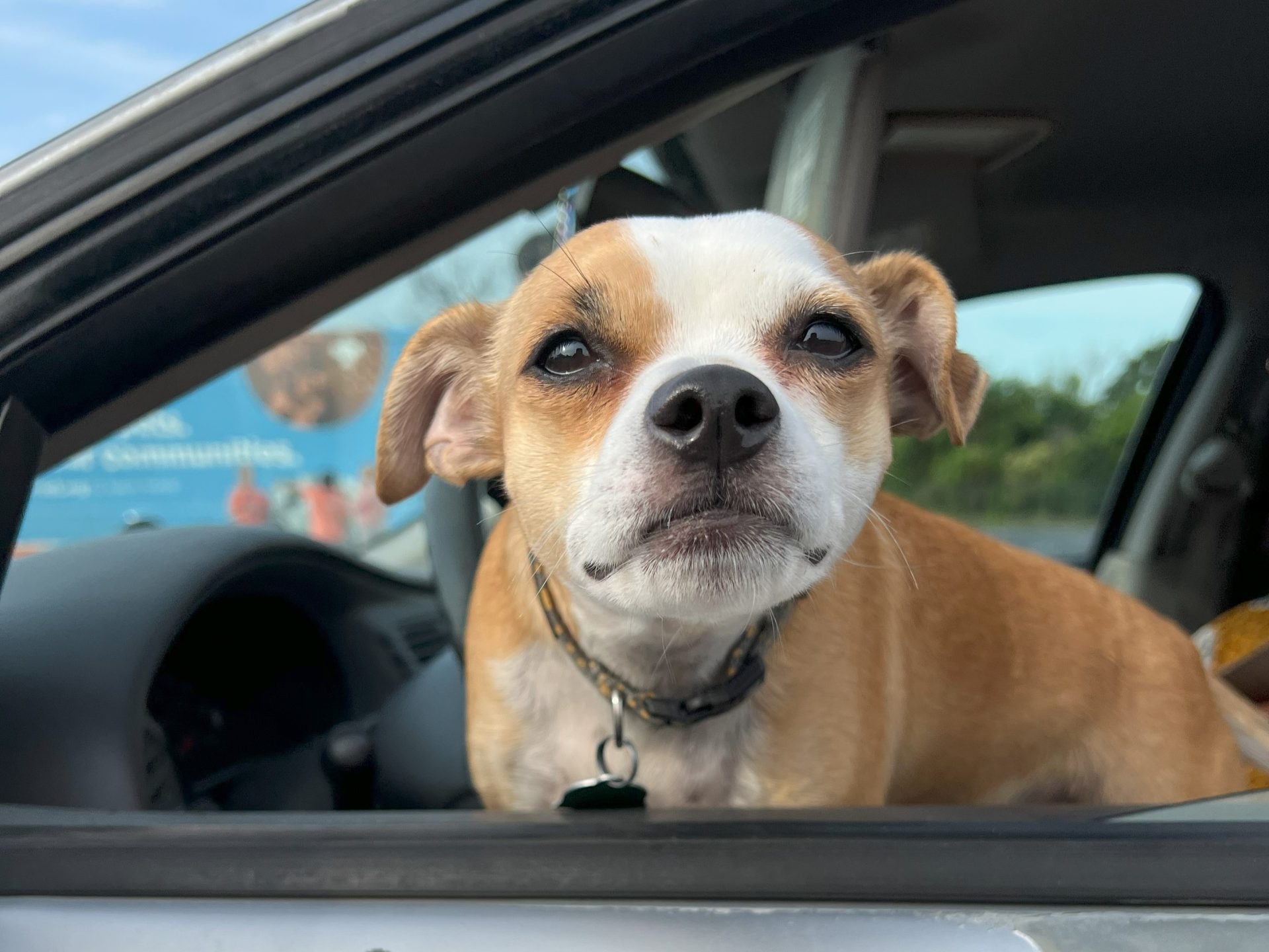 DFW Pets Are Family 2024: How Animal Welfare Groups Are Coming Together ...