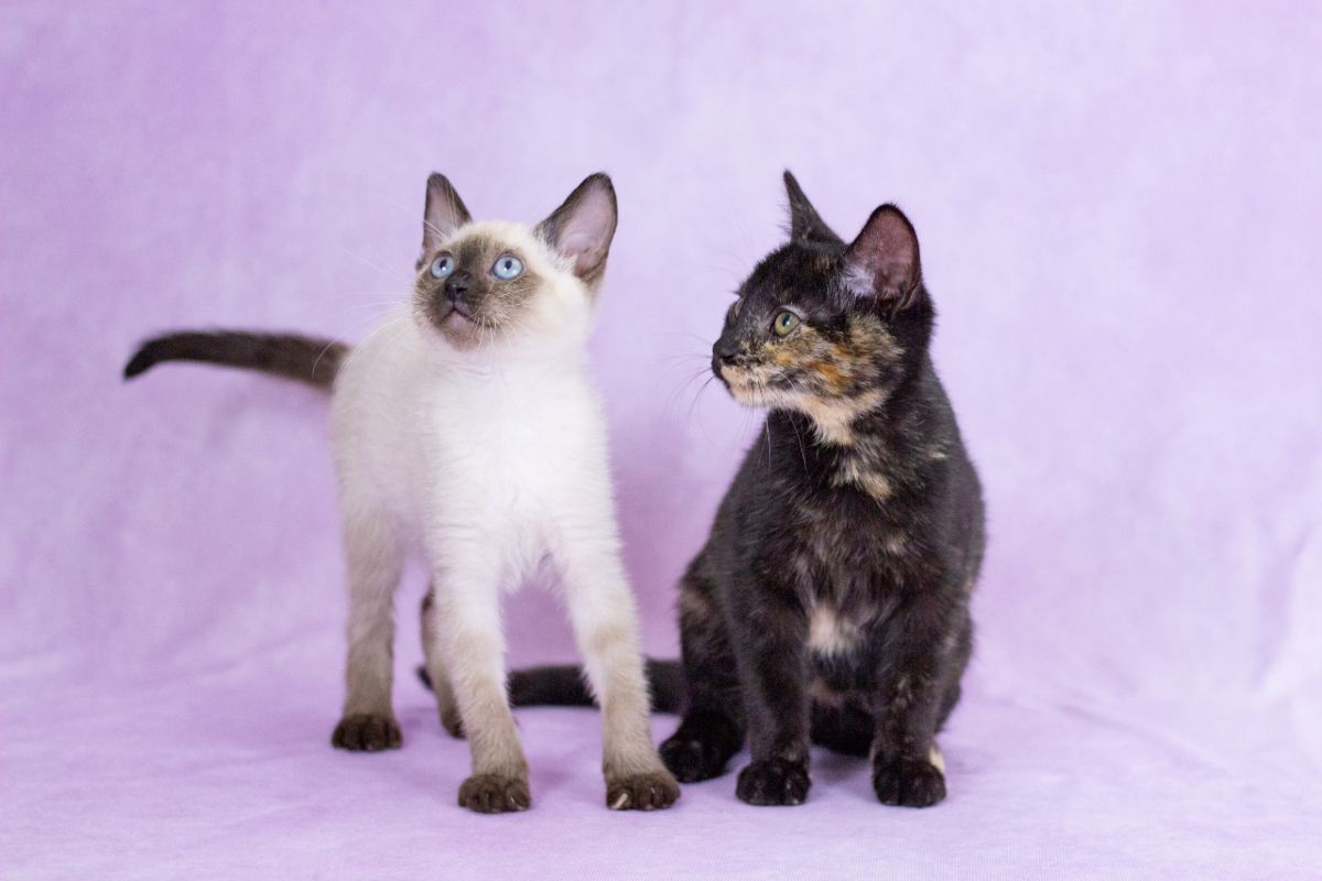 Kitten Season Is Upon Us: Be A Hero For Our Feline Friends!