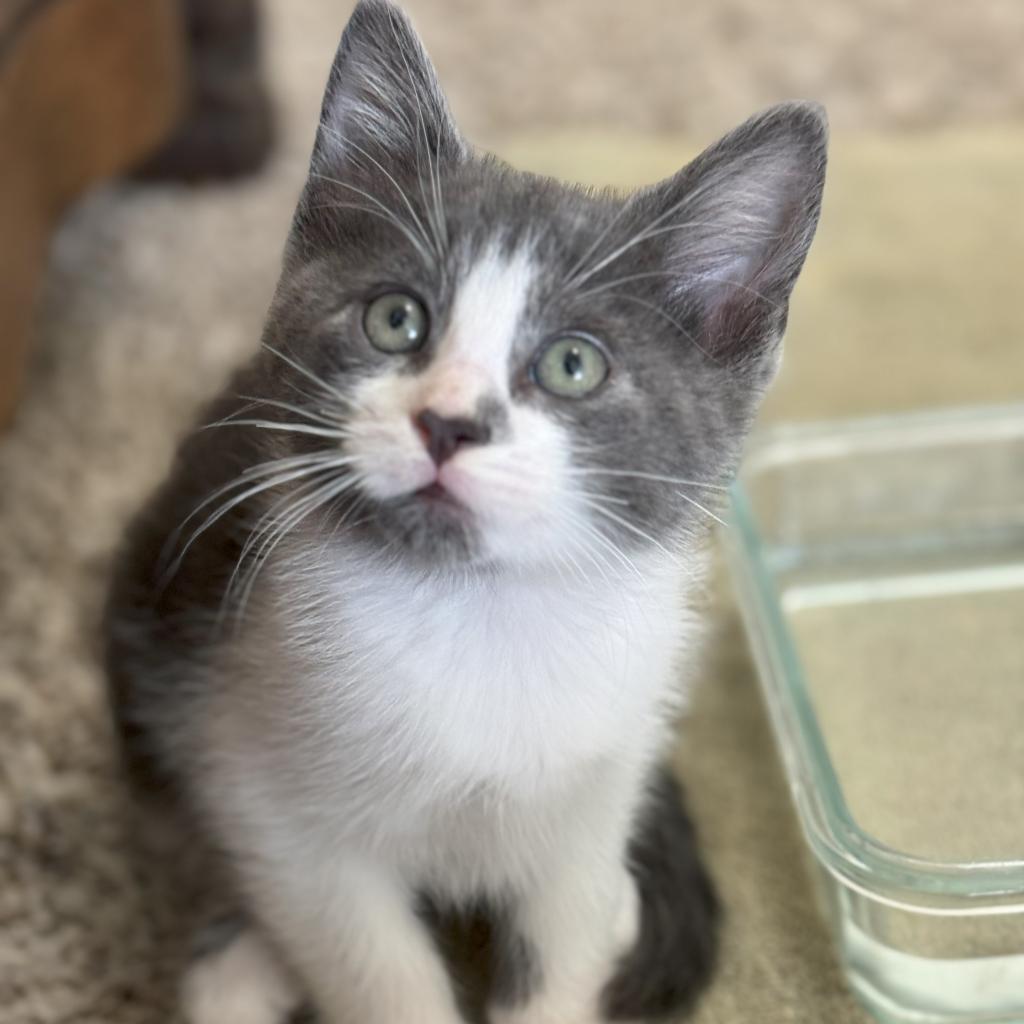 View Adoptable Cats Dallas, TX | Dallas Pets Alive! | 2024