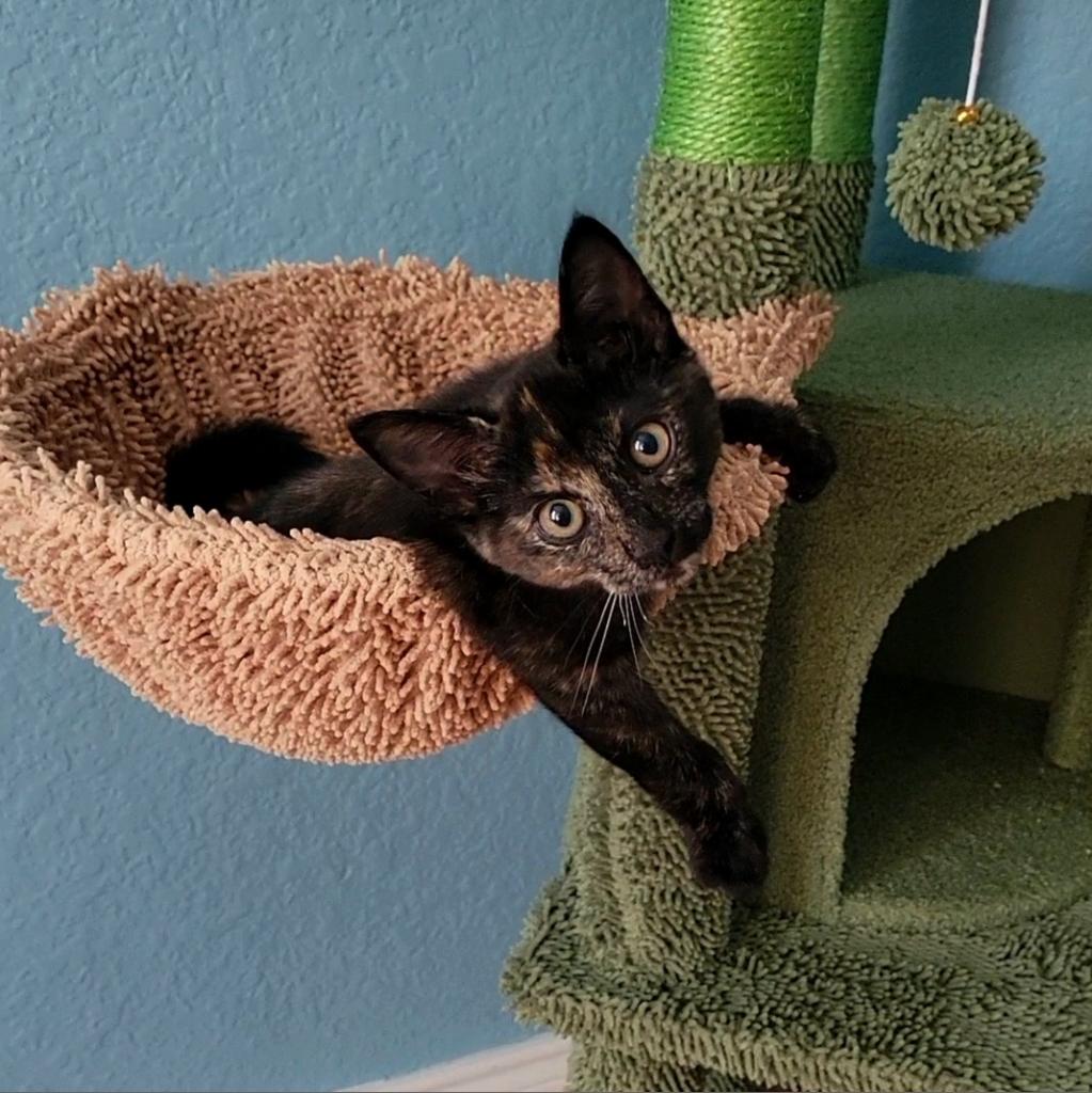 View Adoptable Cats Dallas, TX | Dallas Pets Alive! | 2024