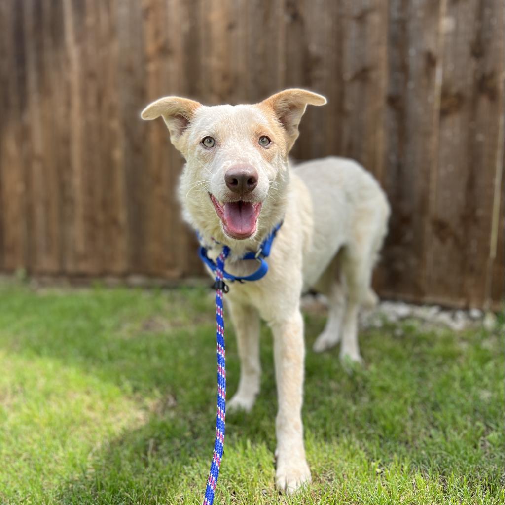View Adoptable Dogs Dallas, TX | Dallas Pets Alive! | 2024