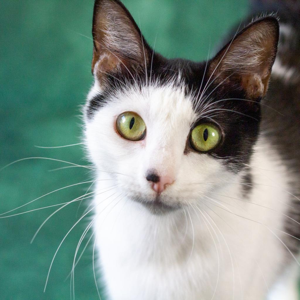 View Adoptable Cats Dallas, TX | Dallas Pets Alive! | 2024
