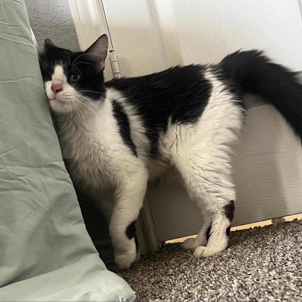 View Adoptable Cats Dallas, TX | Dallas Pets Alive! | 2024