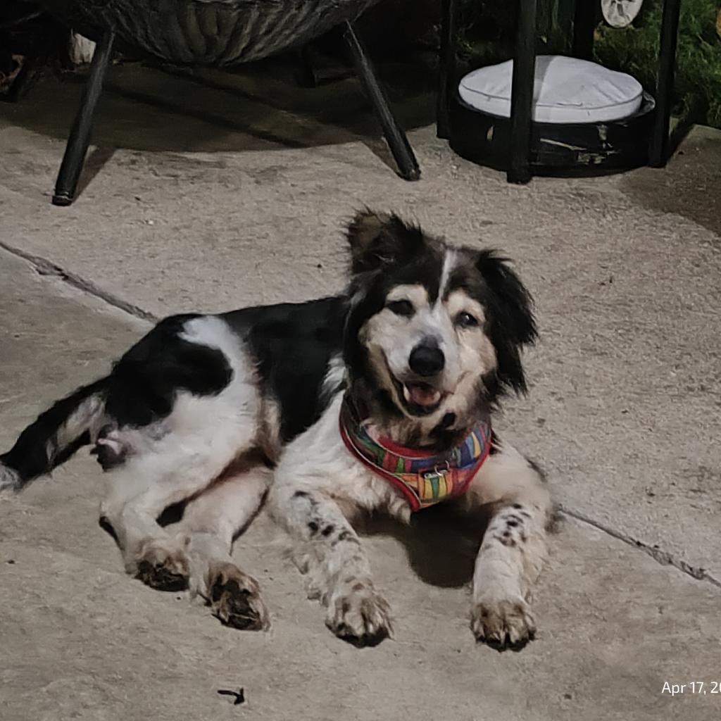 Dallas Pets Alive! | Saving Lives In Dallas