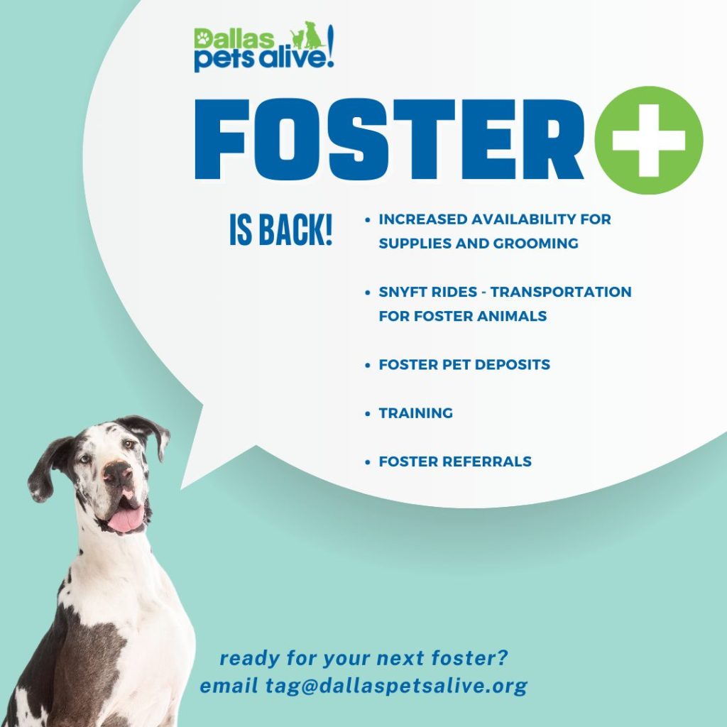 Foster Dogs & Cats In Dallas, TX | Dallas Pets Alive!