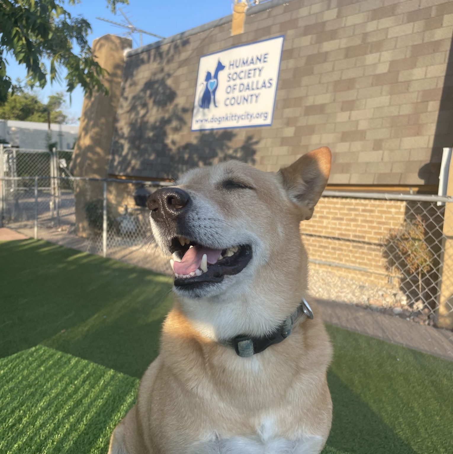 Dallas Pets Alive! | Saving Lives In Dallas