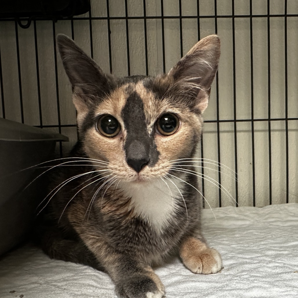 View Adoptable Cats Dallas, TX | Dallas Pets Alive! | 2025