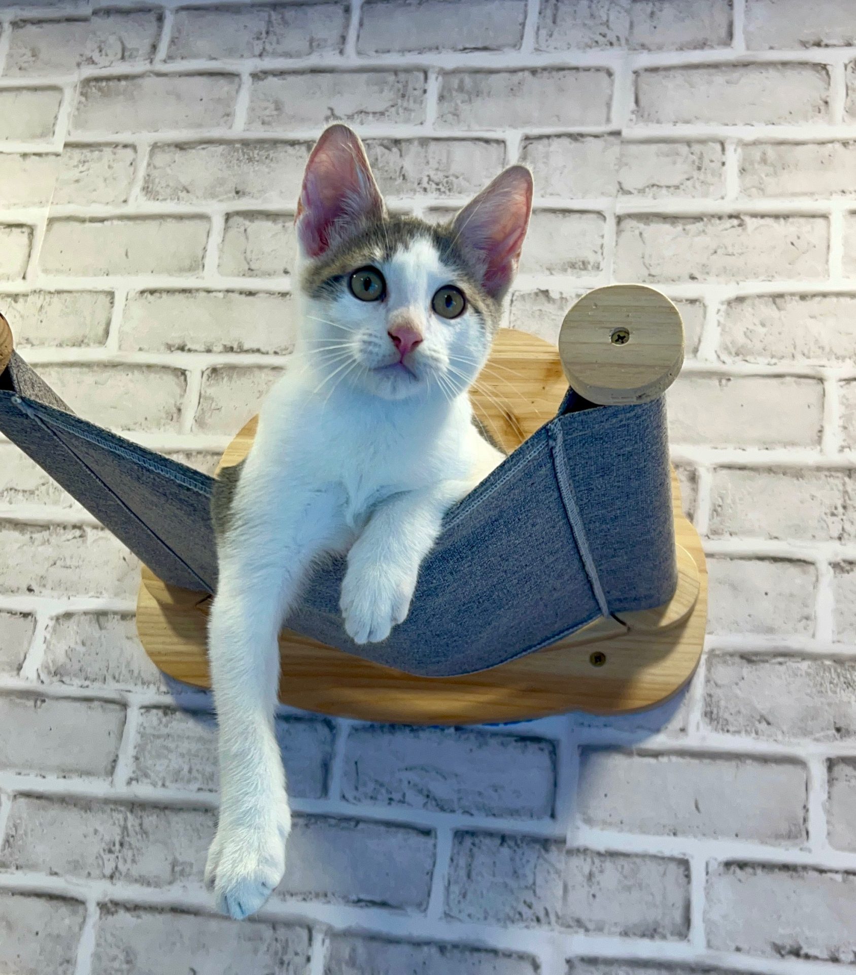 The Snuggle Spot | Dallas Pets Alive!