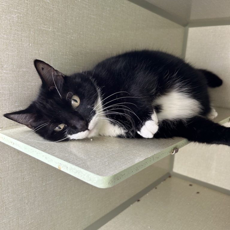 View Adoptable Cats Dallas, TX | Dallas Pets Alive! | 2026