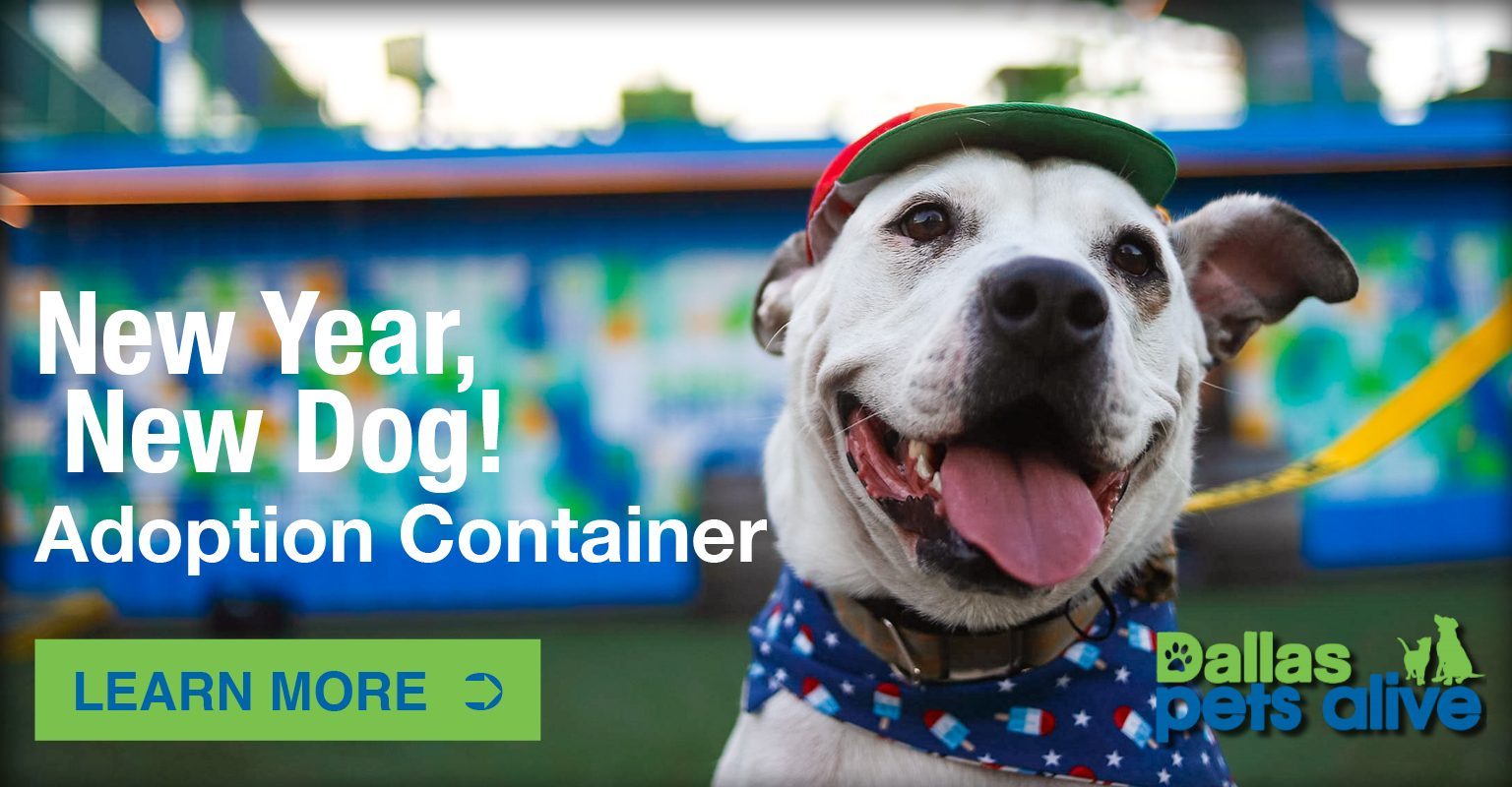 Dallas Pets Alive! | Saving Lives In Dallas